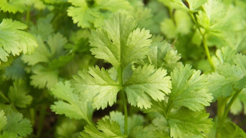 Coentro Folha, Grão e Puro